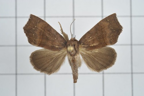 Thalatta (Thalatta) - Picture Insect