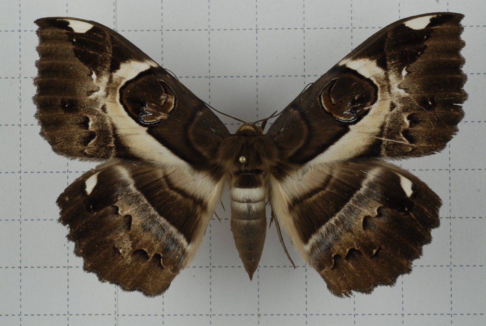 Erebus (Erebus) - Picture Insect