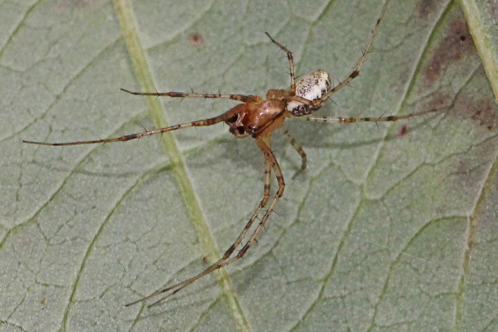 Neriene radiata (Neriene radiata) - Picture Insect