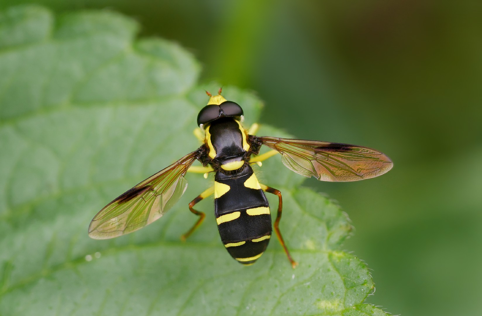 Xanthogramma pedissequum (Xanthogramma pedissequum) - Picture Insect