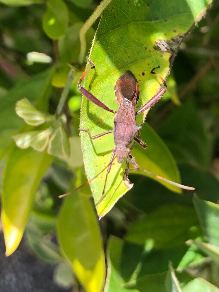Riptortus Pedestris Hemiptera