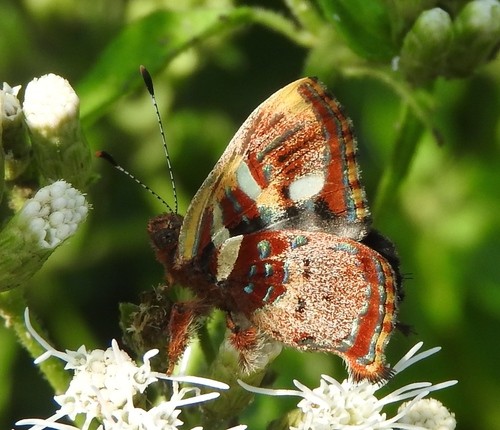 Anteros (Anteros) - Picture Insect
