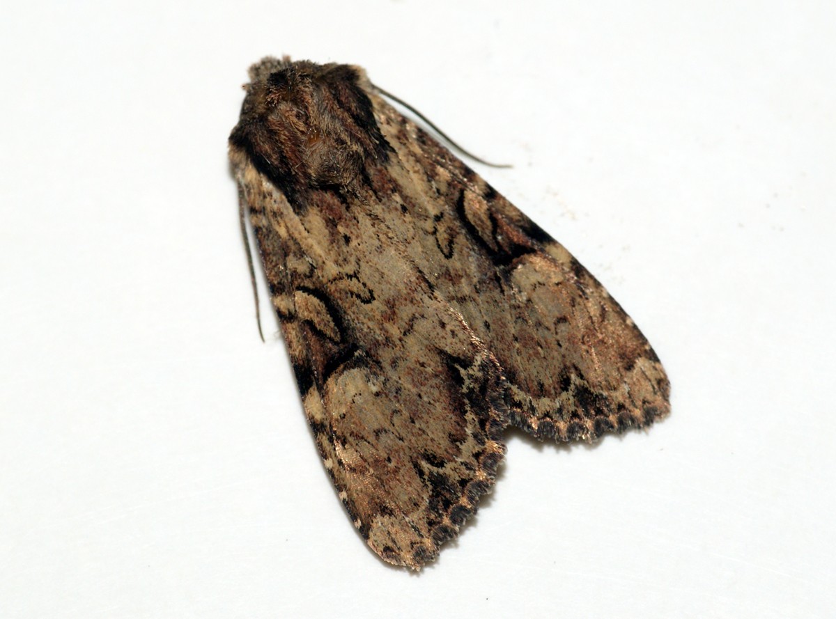 Apamea (Apamea) - Picture Insect