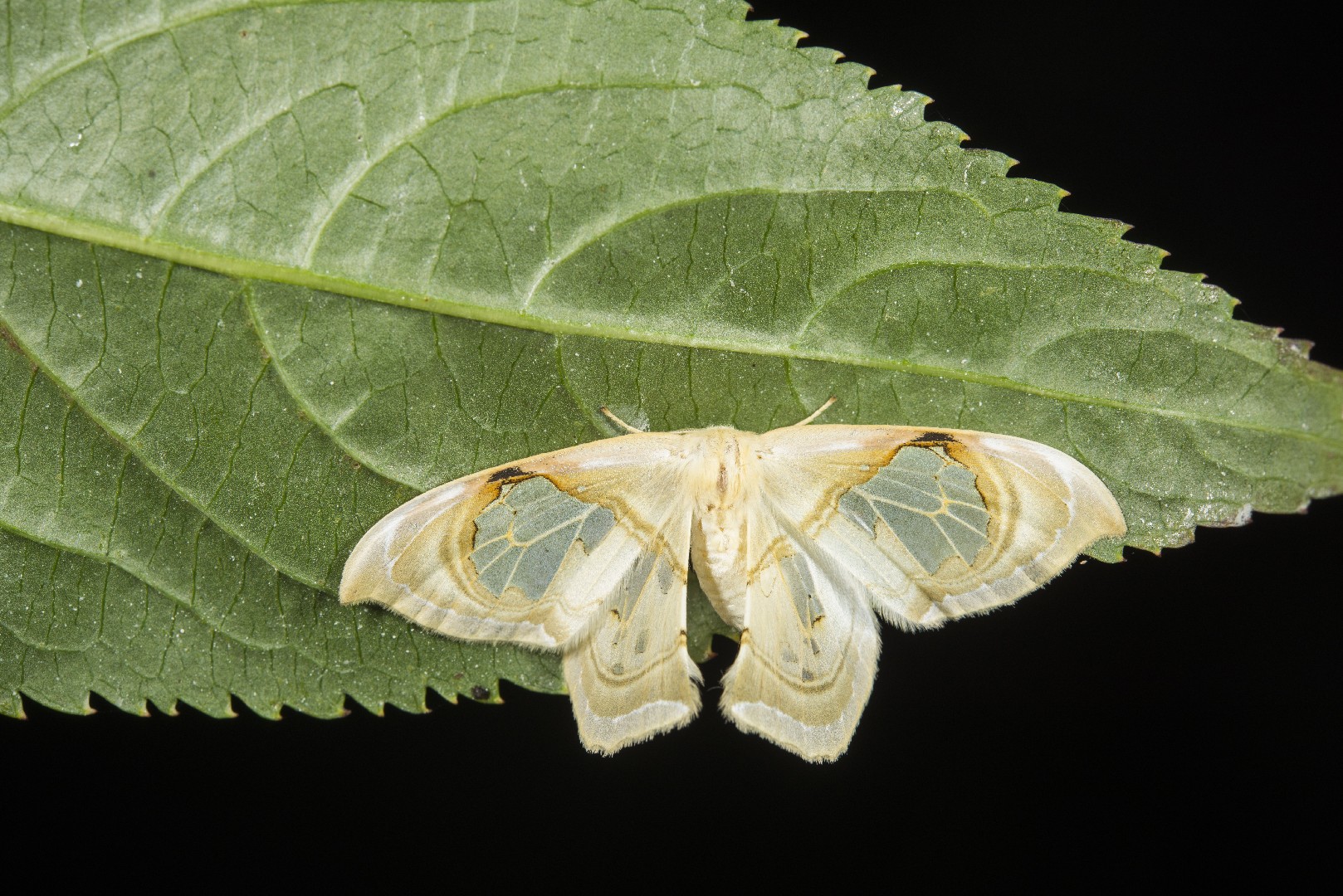 Macrauzata minor (Macrauzata minor) - Picture Insect