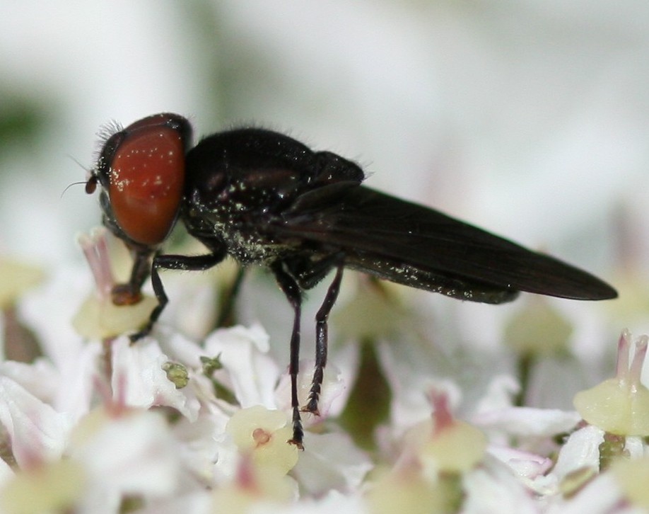 Chrysogaster solstitialis (Chrysogaster solstitialis) - Picture Insect