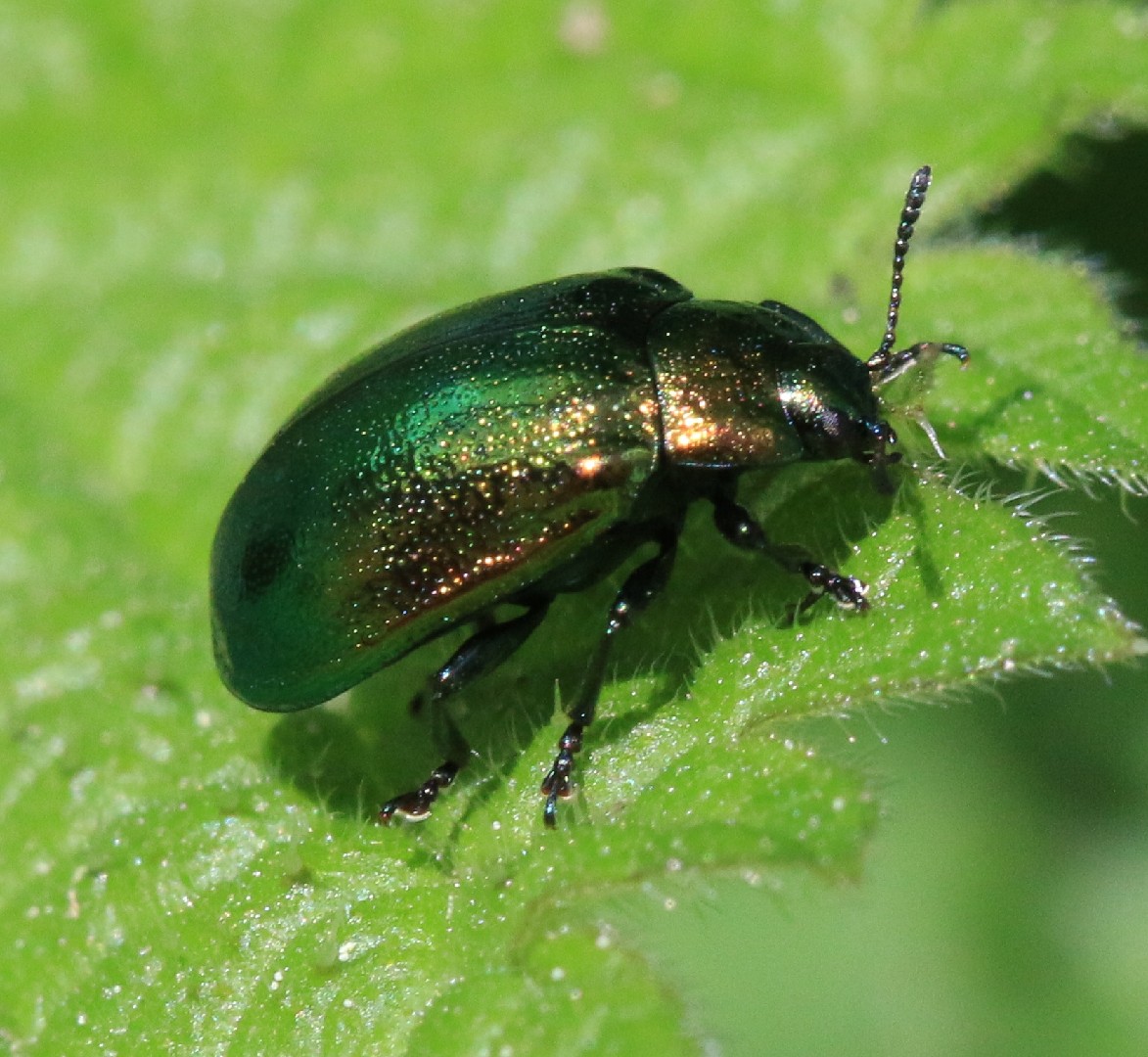 Plagiosterna (Plagiosterna) - Picture Insect