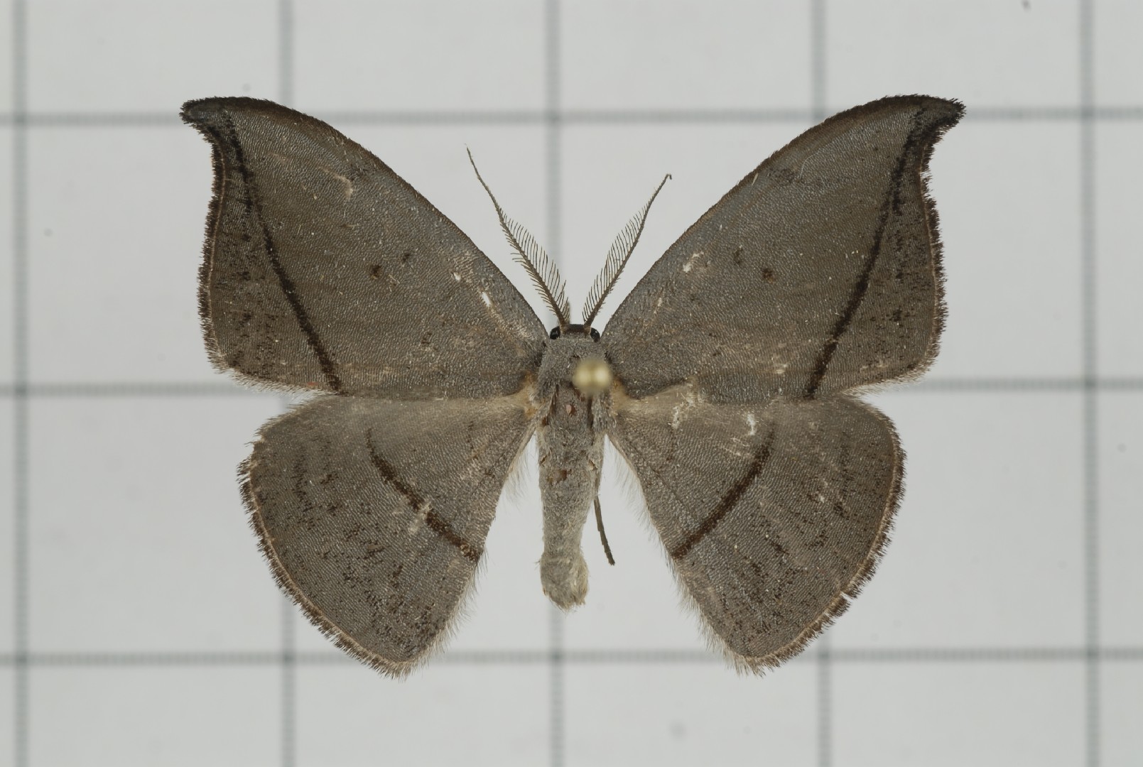 Albara reversaria (Albara reversaria) - Picture Insect