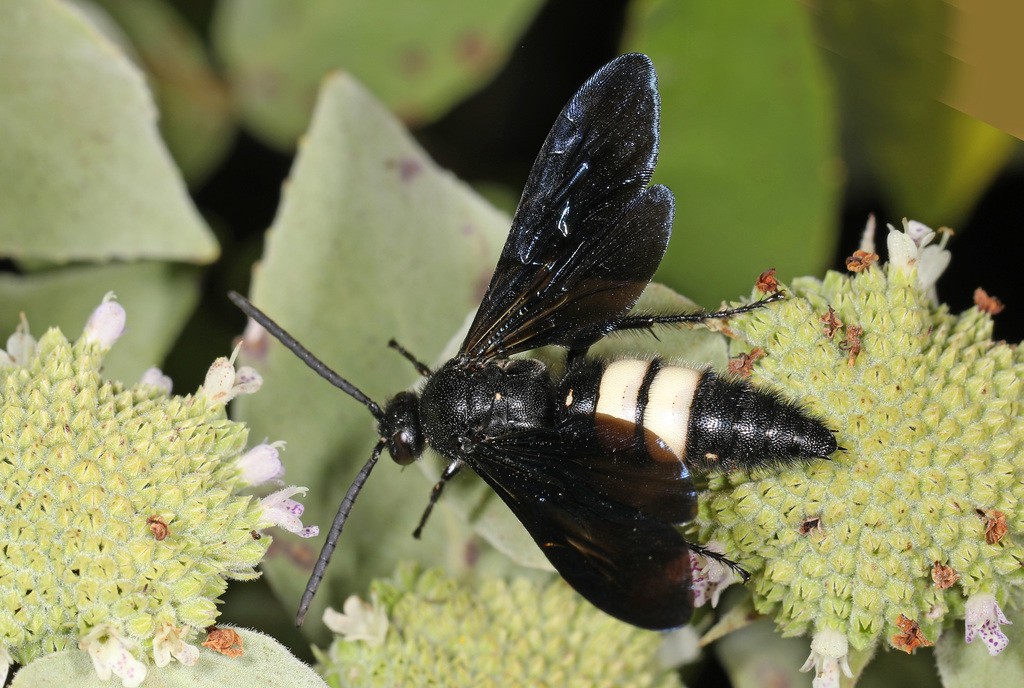 Scolia bicincta (Scolia bicincta) - Picture Insect