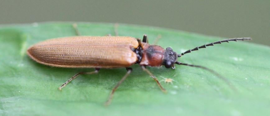 Denticollis (Denticollis) - Picture Insect