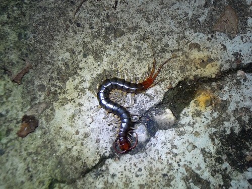 Rhysida (Rhysida) - Picture Insect