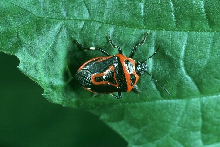 Perillus bioculatus (Perillus bioculatus) - Picture Insect