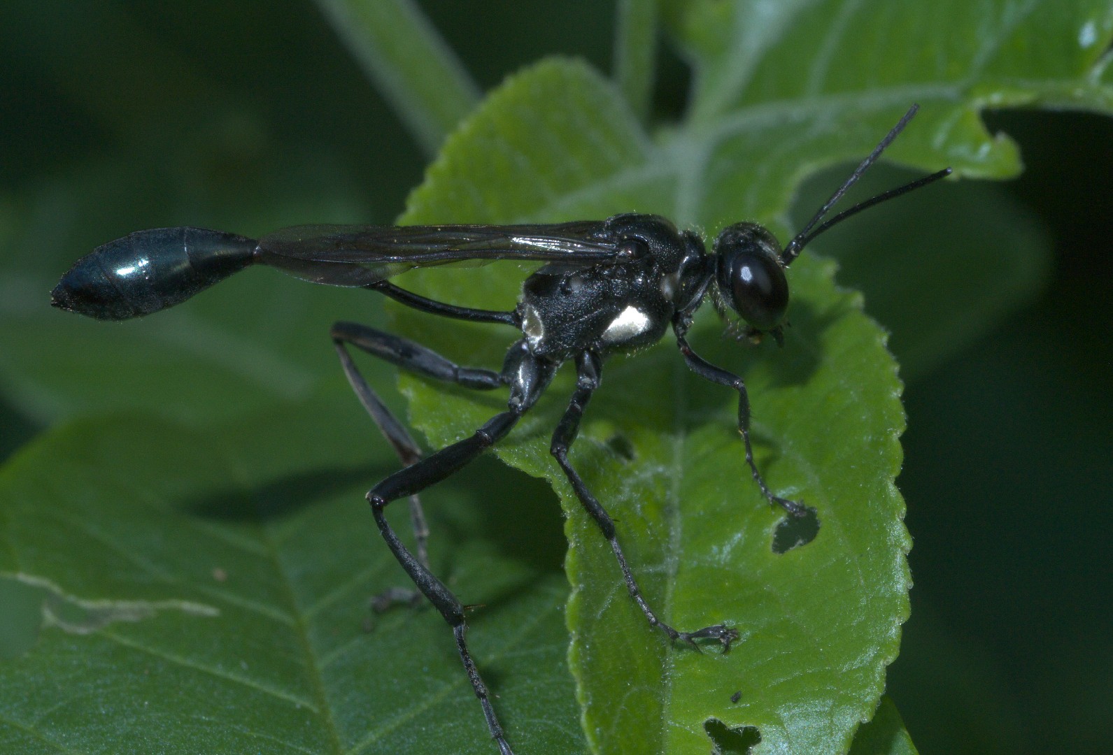 Thread-waisted wasp (Eremnophila aureonotata) - Picture Insect