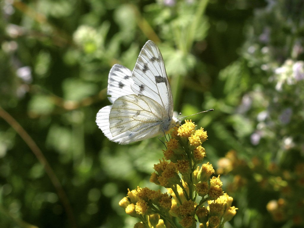 Pontia occidentalis (Pontia occidentalis) - Picture Insect