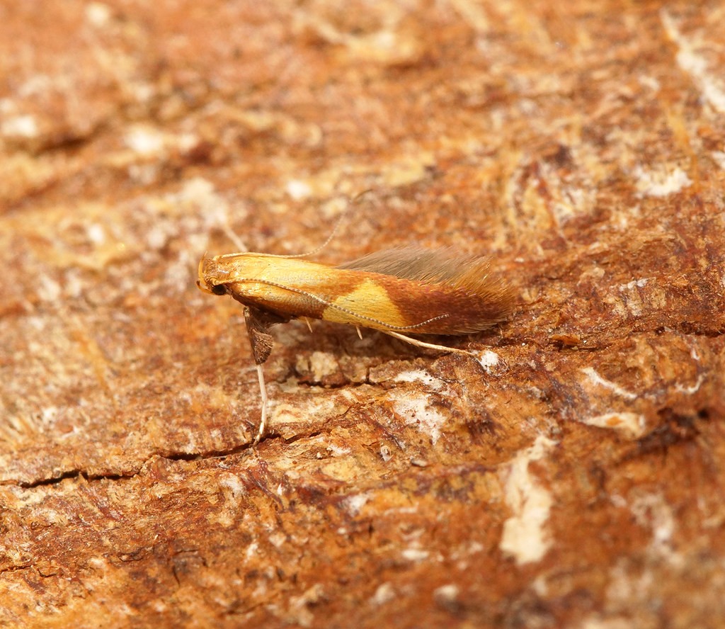 Caloptilia robustella (Caloptilia robustella) - Picture Insect