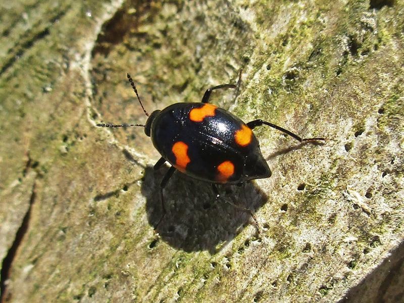 Scaphidium quadrimaculatum (Scaphidium quadrimaculatum) - Picture Insect