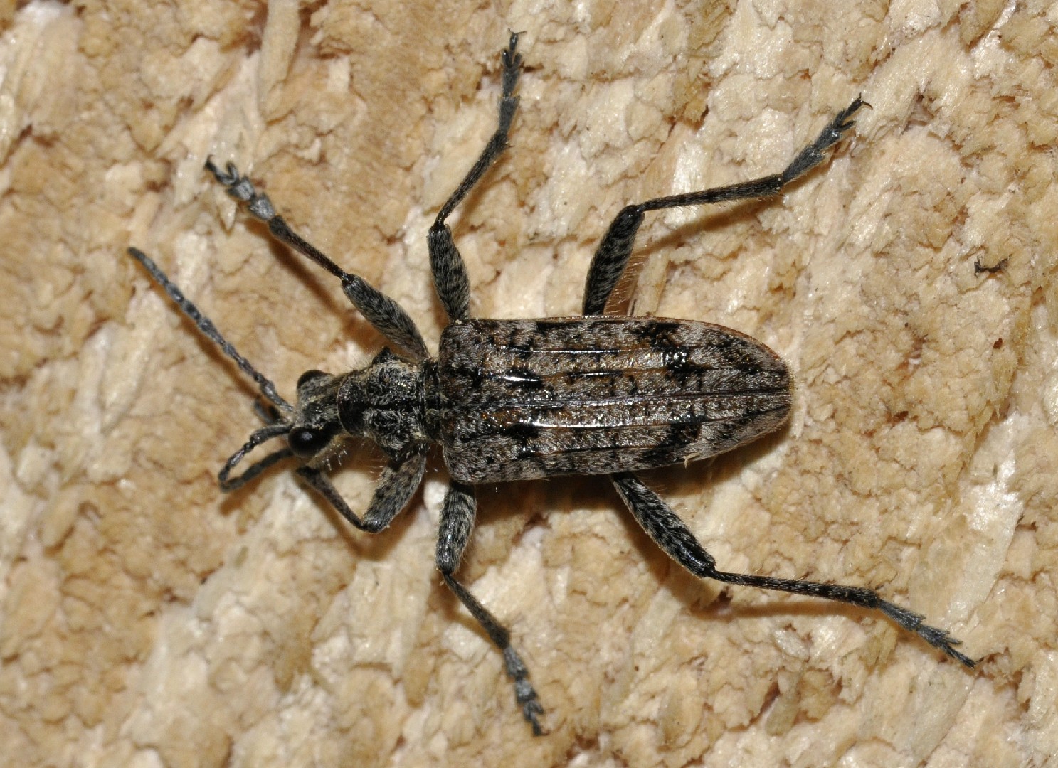 Rhagie inquisitrice (Rhagium inquisitor) - Picture Insect