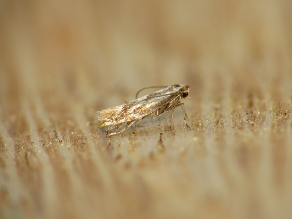 Phyllonorycter rajella (Phyllonorycter rajella) - Picture Insect