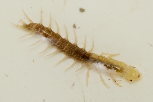 Megaloptera (Megaloptera) - Picture Insect