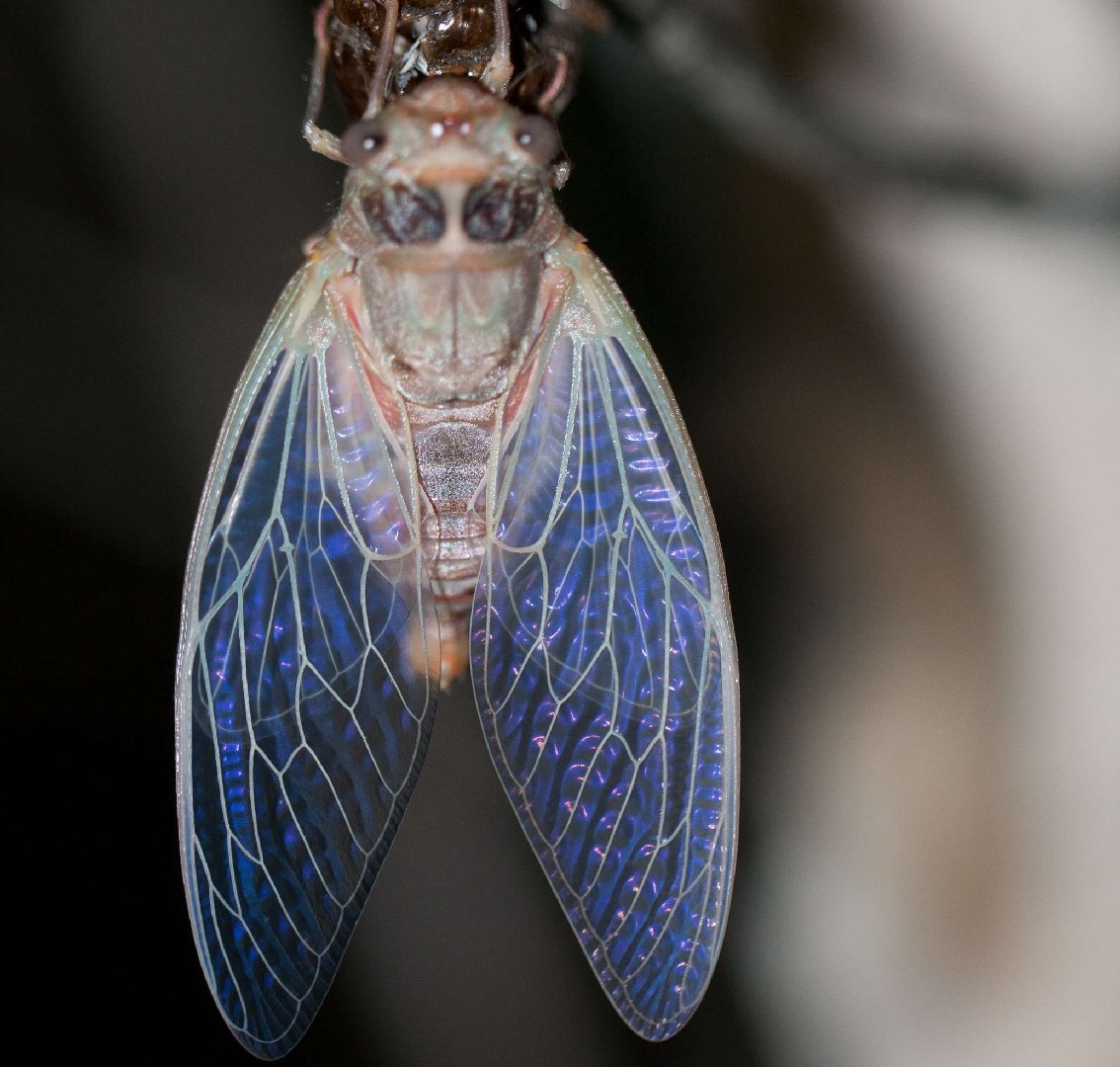 Razor grinder How to identify it? - Picture Insect