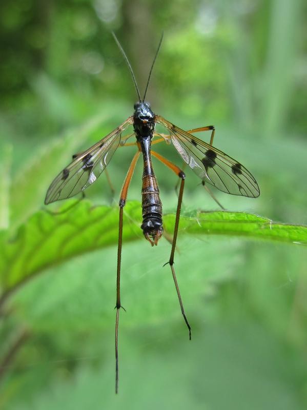 Ptychoptera contaminata (Ptychoptera contaminata) - Picture Insect