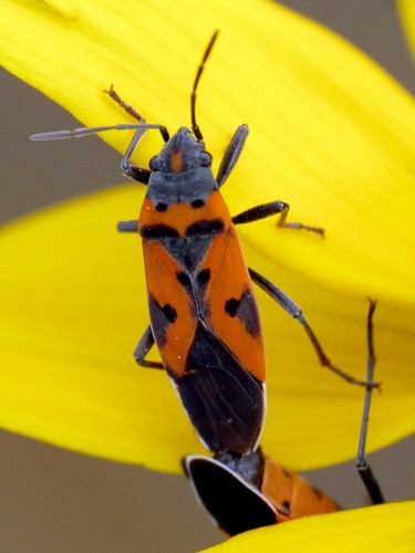 Lygaeus (Lygaeus) - Picture Insect