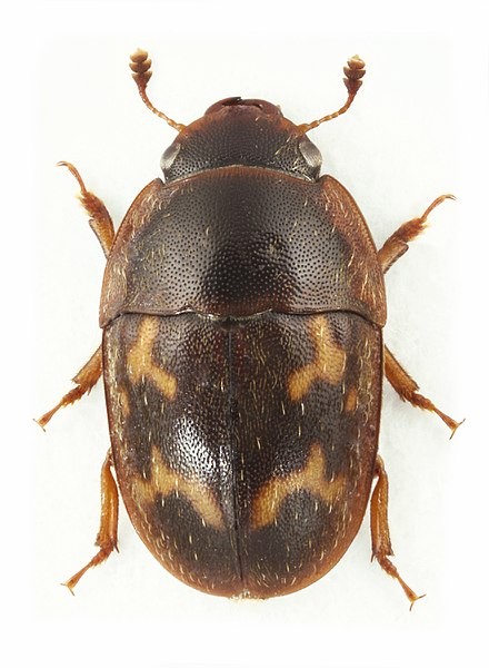 Cryptarcha strigata (Cryptarcha strigata) - Picture Insect