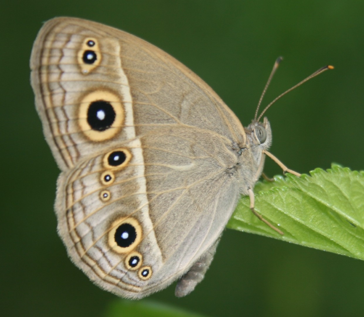 Mycalesis gotama (Mycalesis gotama) - Picture Insect