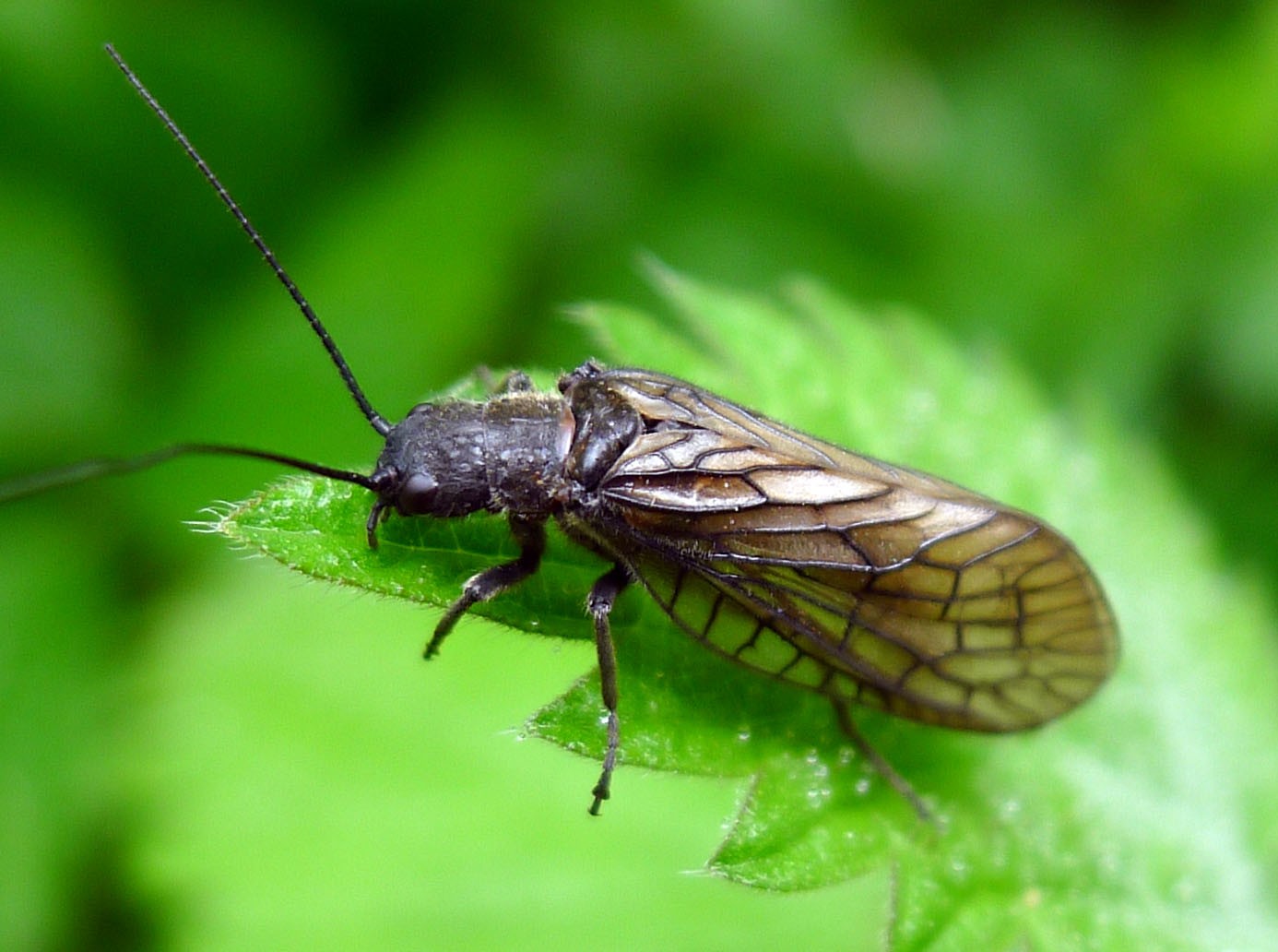 Sialis (Sialis) - Picture Insect