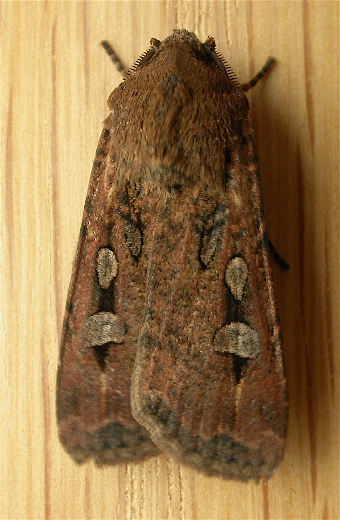 Agrotis infusa (Agrotis infusa) - Picture Insect