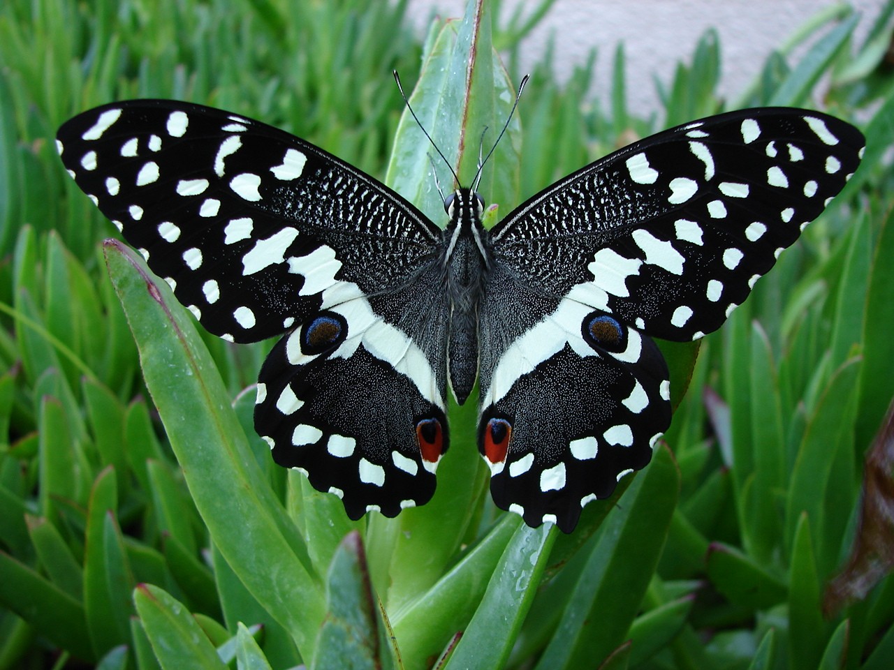 Citrus swallowtail (Papilio demodocus) - Picture Insect