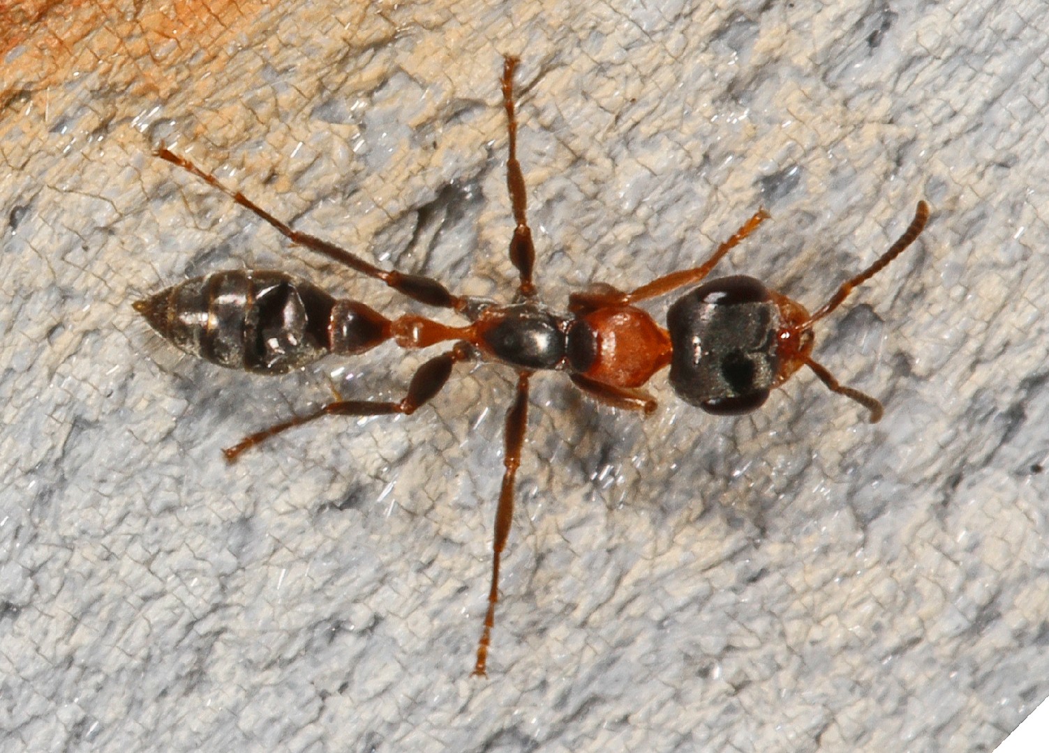Pseudomyrmex (Pseudomyrmex) - Picture Insect