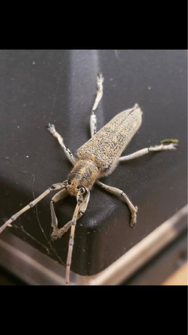 Saperda (Saperda) - Picture Insect