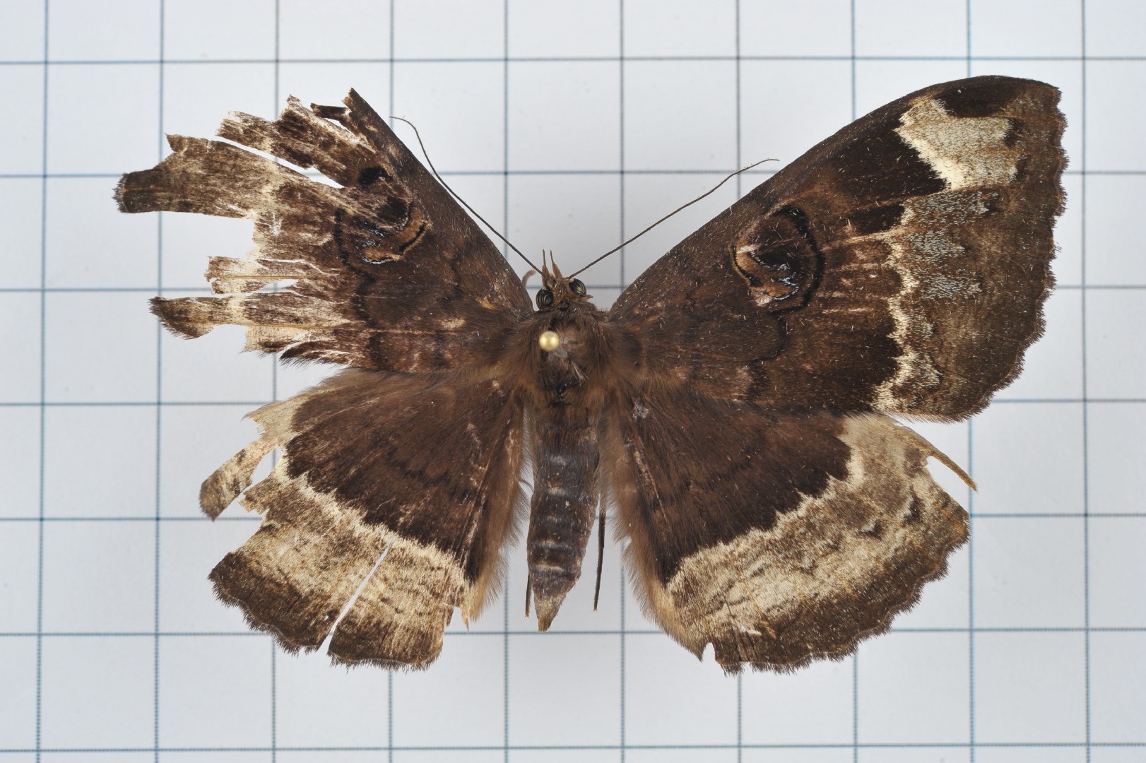 Erebus caprimulgus (Erebus caprimulgus) - Picture Insect