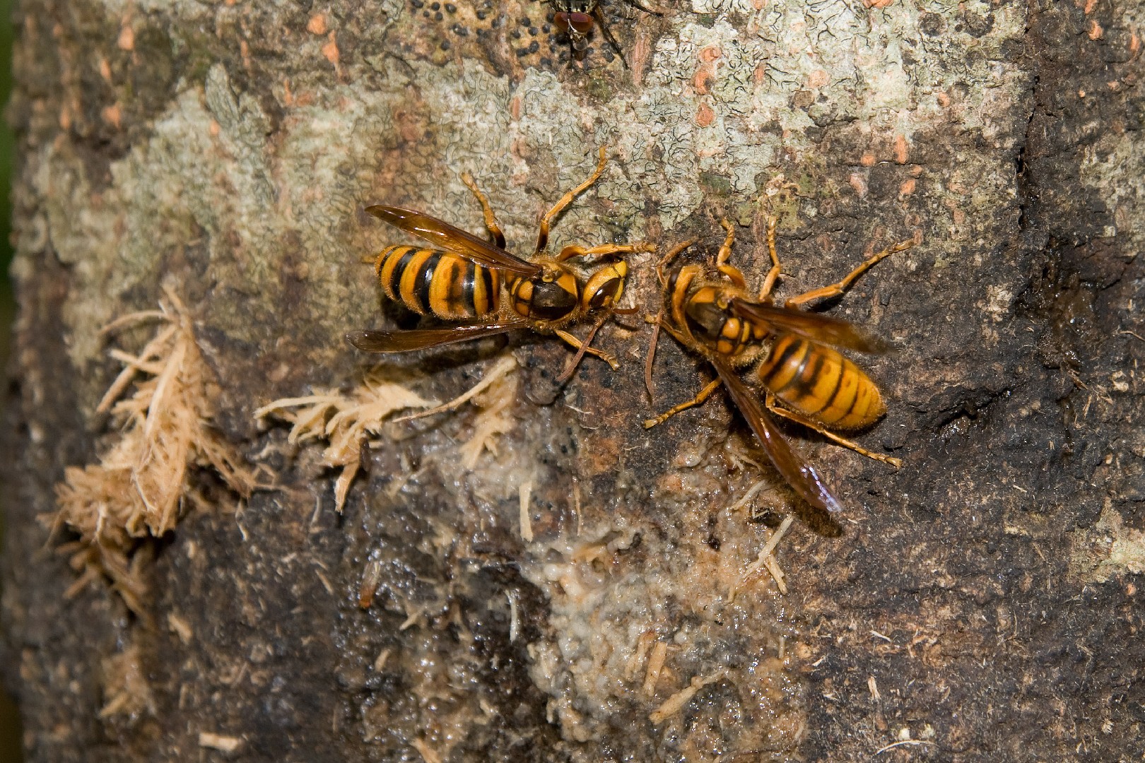 Vespa simillima (Vespa simillima) - Picture Insect