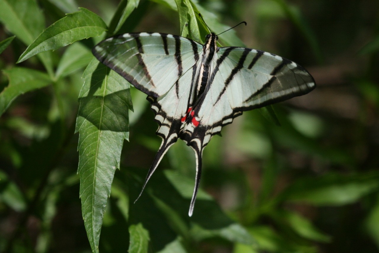 Protographium (Protographium) - Picture Insect