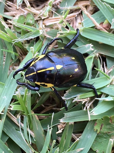 Rutela (Rutela) - Picture Insect