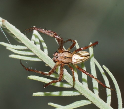 Plebs bradleyi (Plebs bradleyi) - Picture Insect