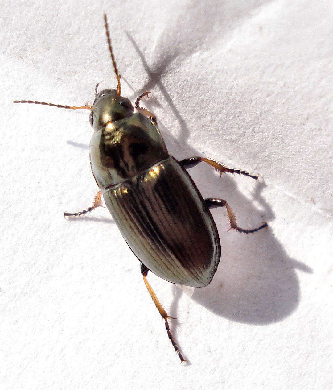 Amara plebeja (Amara plebeja) - Picture Insect