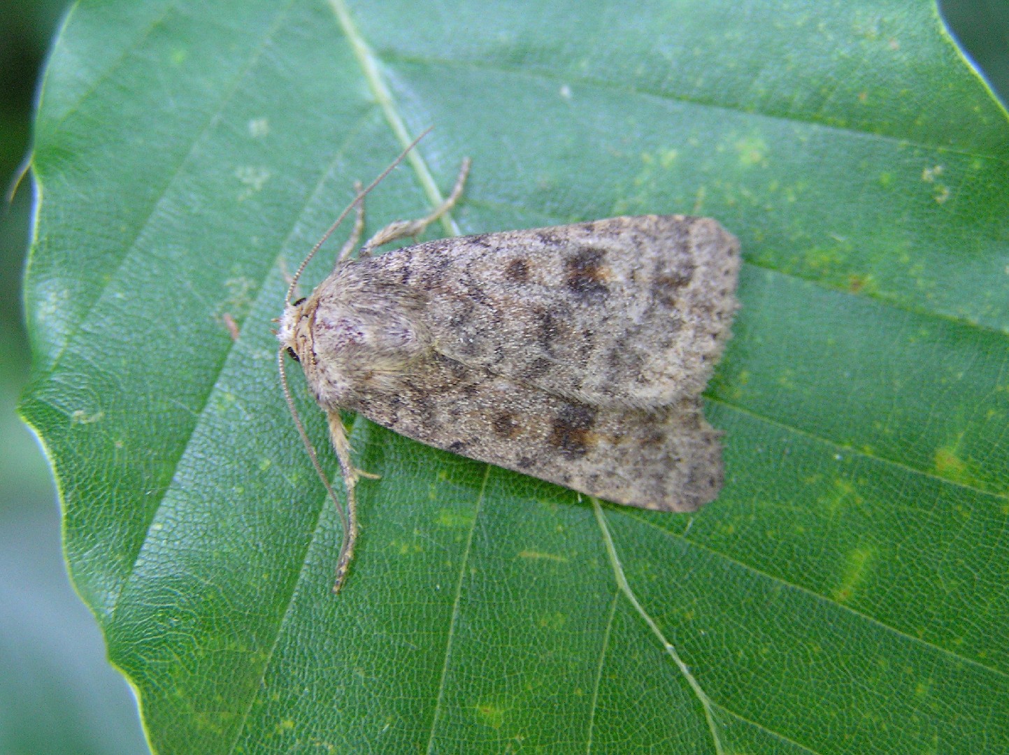 Caradrina morpheus (Caradrina morpheus) - Picture Insect