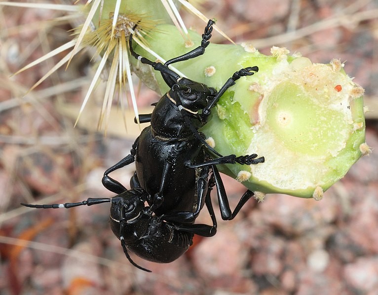 Moneilema gigas (Moneilema gigas) - Picture Insect