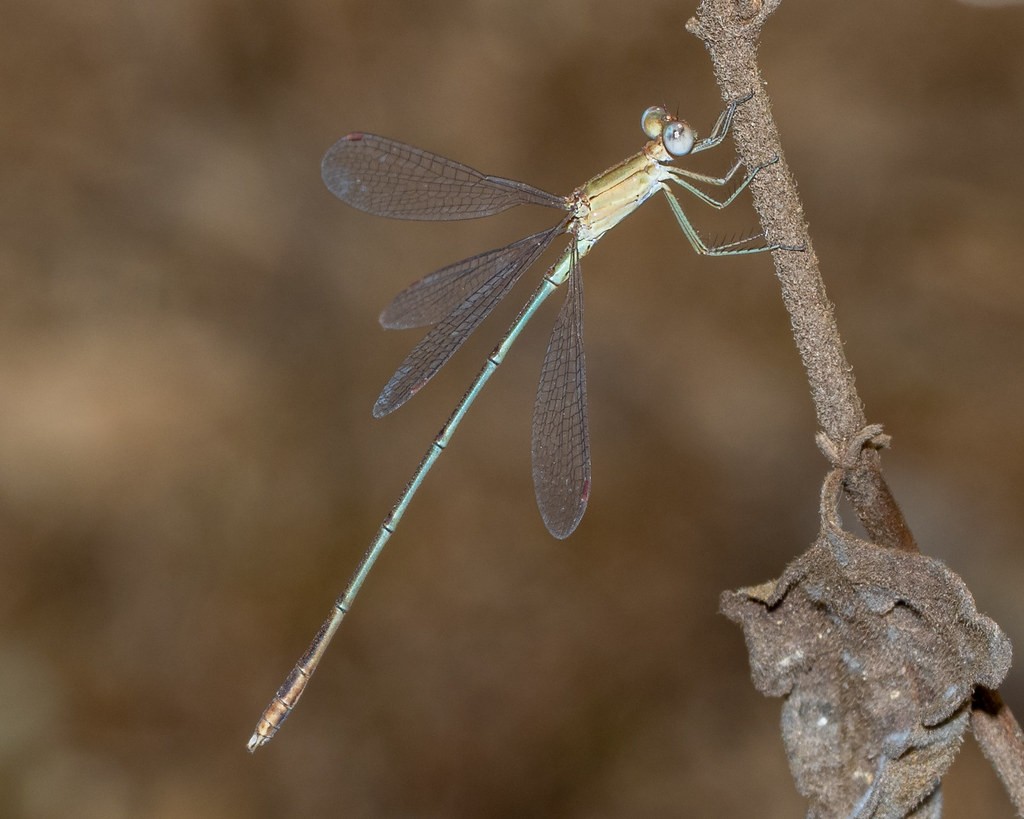 Lestes concinnus (Lestes concinnus) - Picture Insect