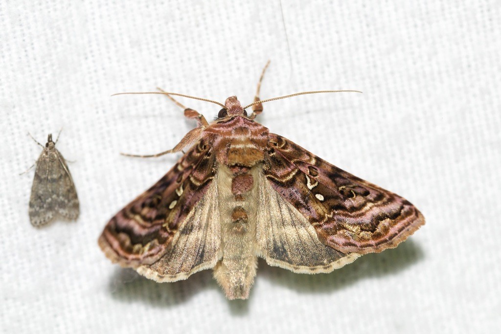 Autographa mappa (Autographa mappa) - Picture Insect
