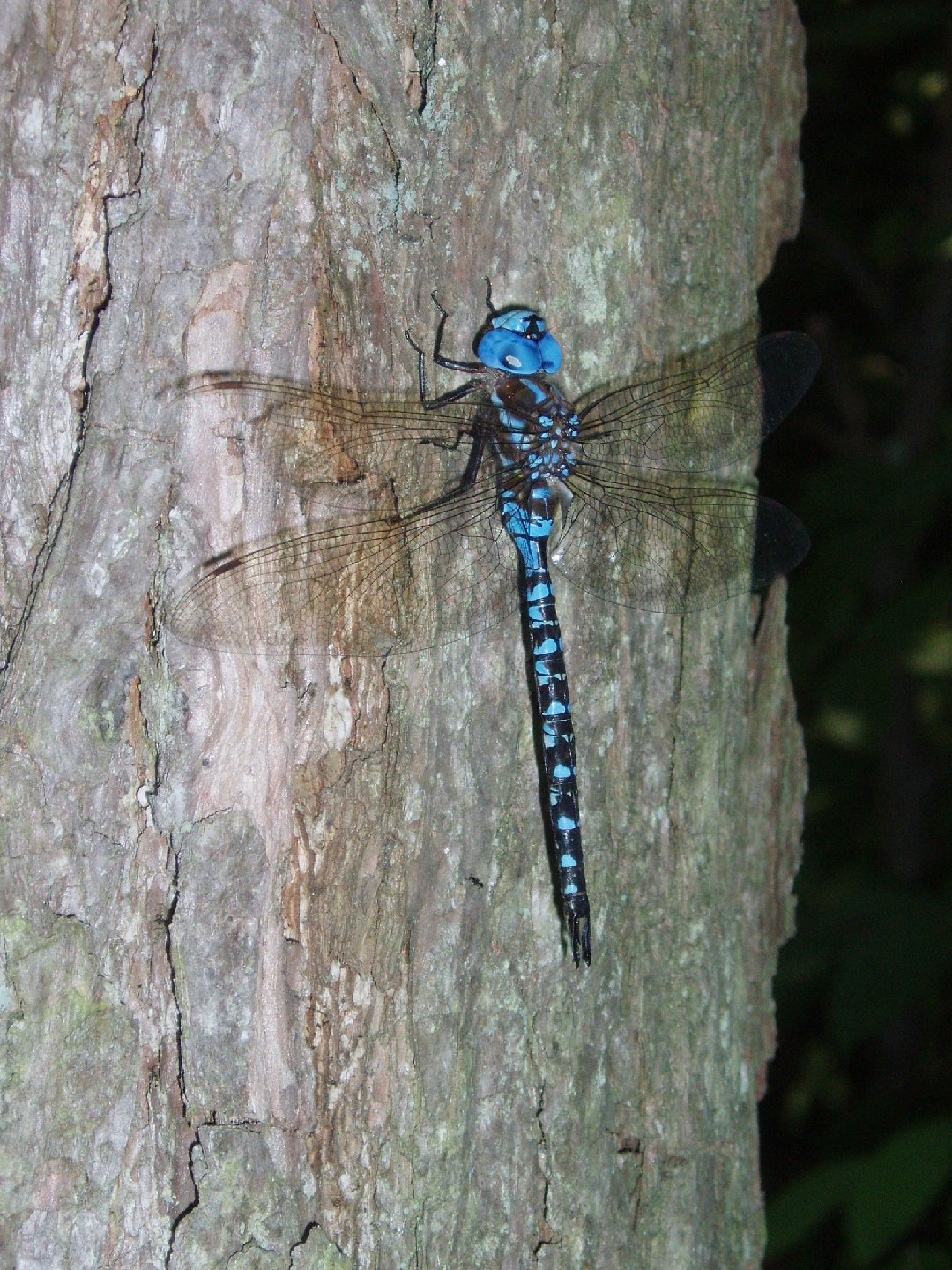 Libélulas zurcidoras de ojos azules (Rhionaeschna) - Picture Insect
