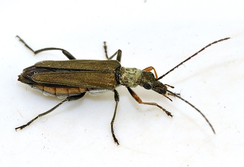 Oedemera flavipes (Oedemera flavipes) - Picture Insect