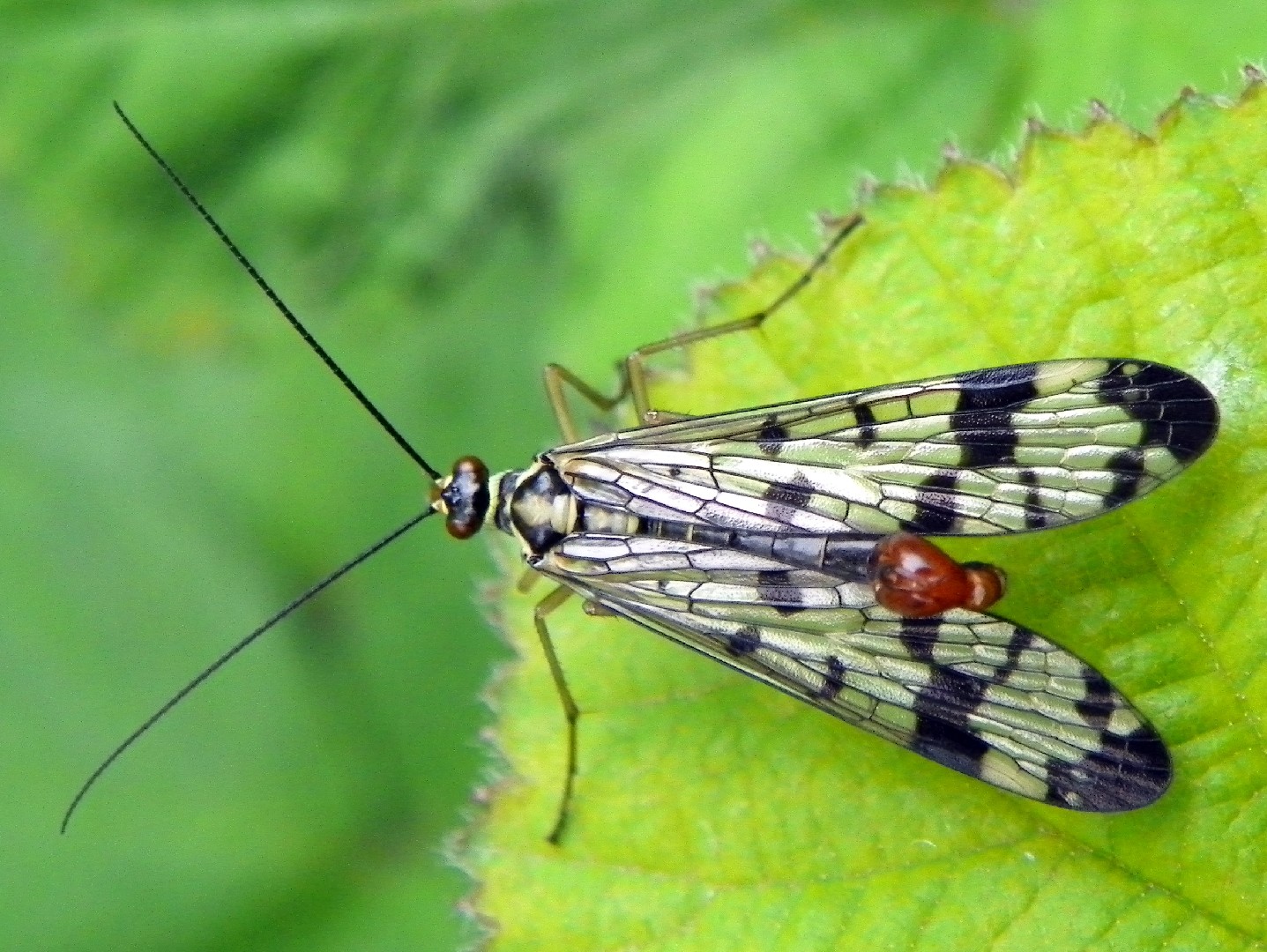 Panorpa communis 확인하는 방법? - Picture Insect