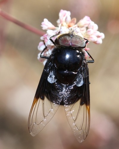 Copestylum (Copestylum) - Picture Insect