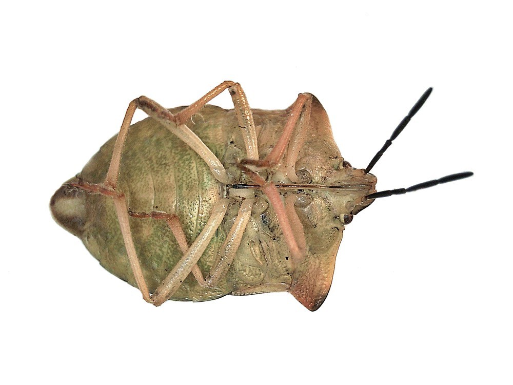 Carpocoris (Carpocoris) - Picture Insect