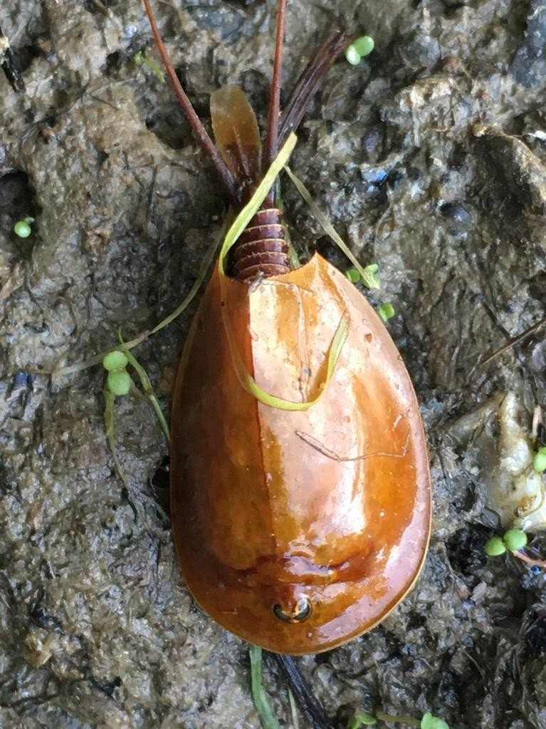 Lepidurus (Lepidurus) - Picture Insect