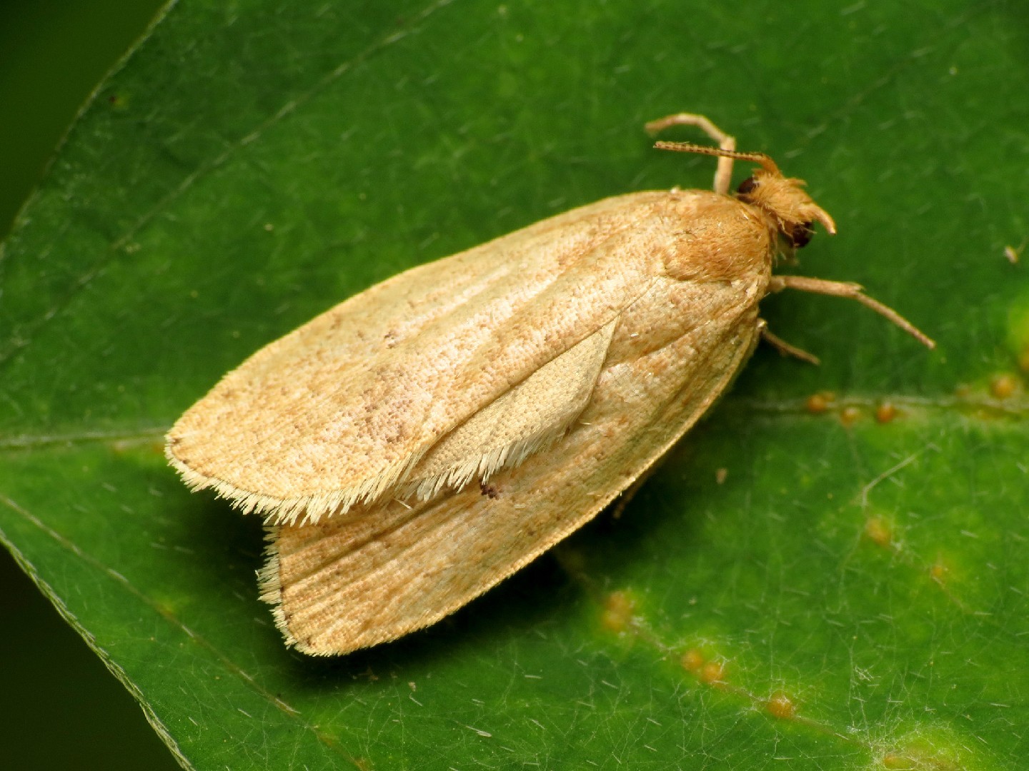 Psilocorsis (Psilocorsis) - Picture Insect
