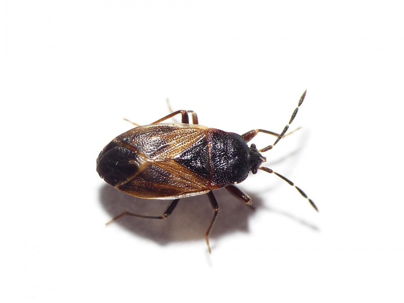 Drymus sylvaticus (Drymus sylvaticus) - Picture Insect